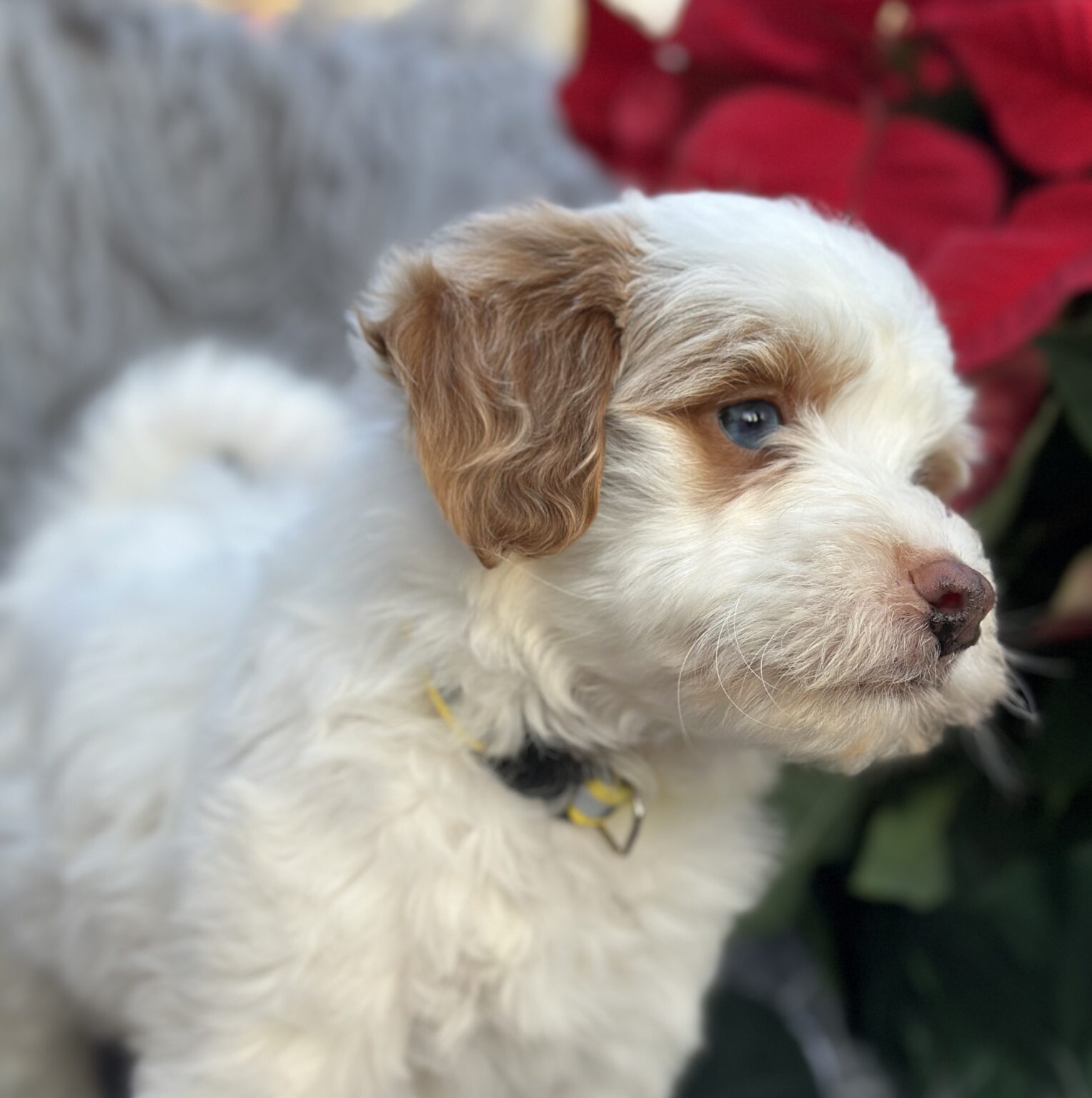 Alabama Goldendoodles | ALDoodles | Home