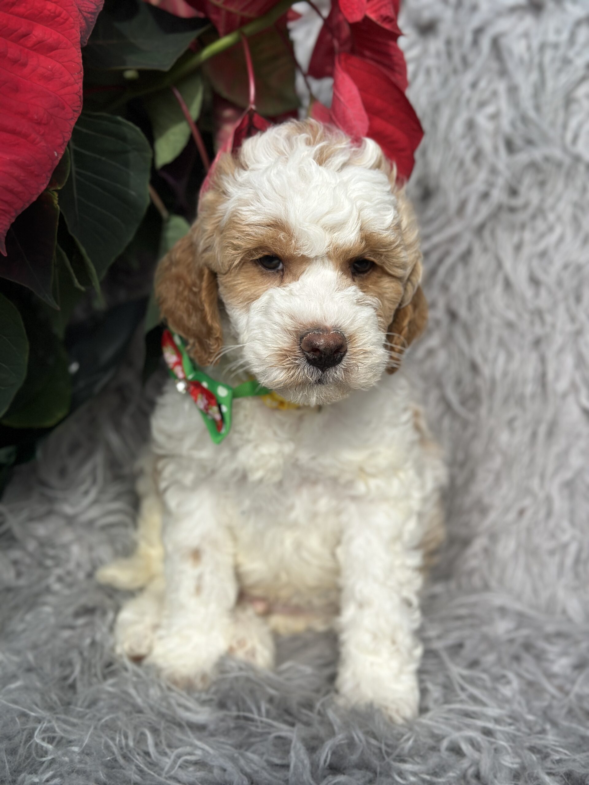 Alabama Goldendoodles | ALDoodles | Home