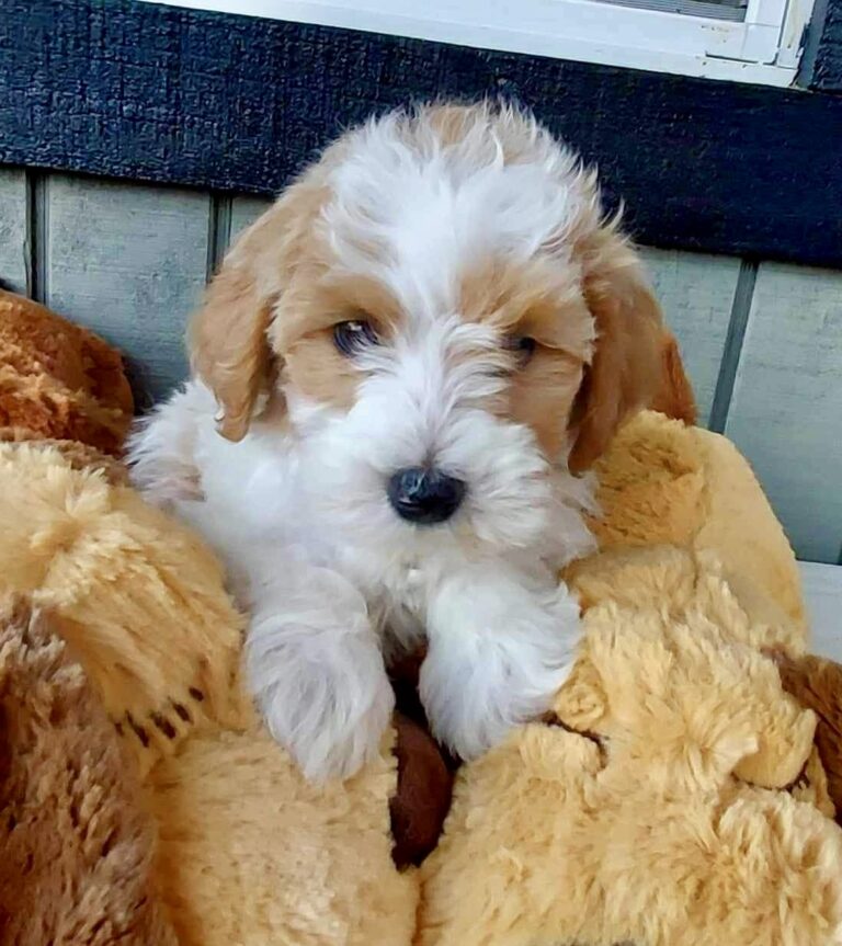 Alabama Goldendoodles | ALDoodles | Home