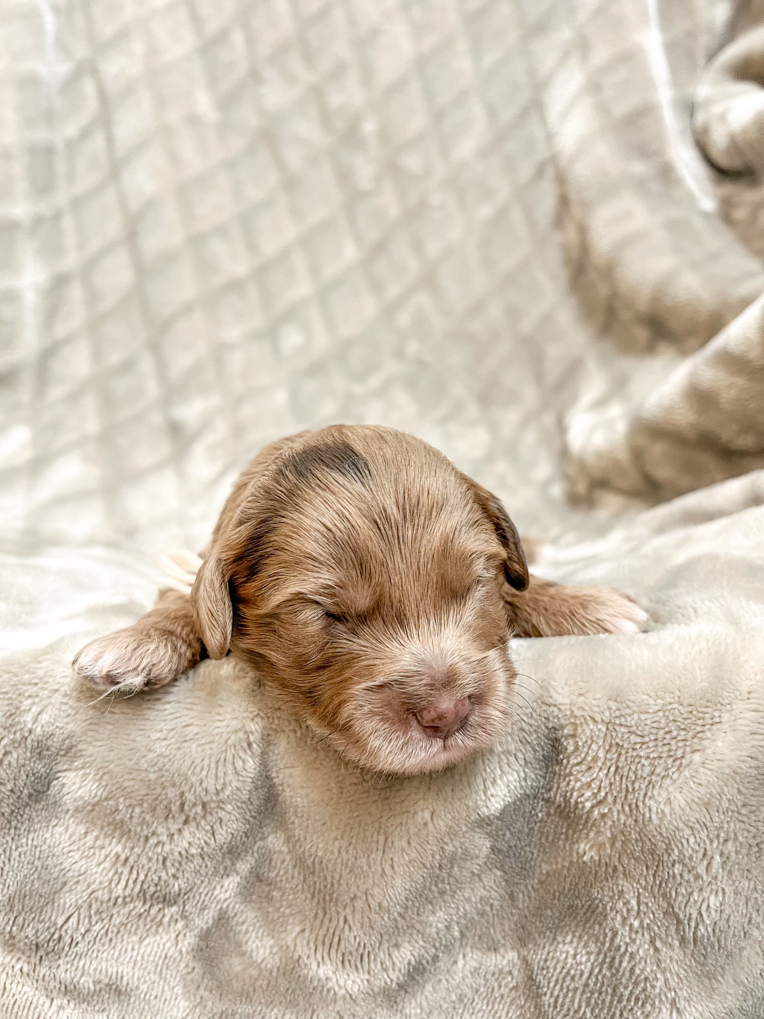 Alabama Goldendoodles | ALDoodles | Home