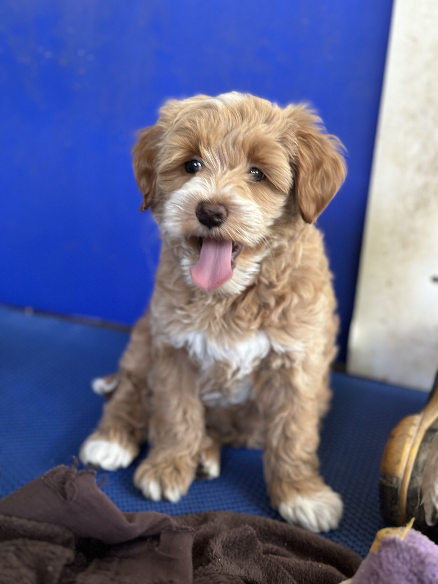 Mini Goldendoodle Puppies | ALDoodles | Birmingham. AL Area