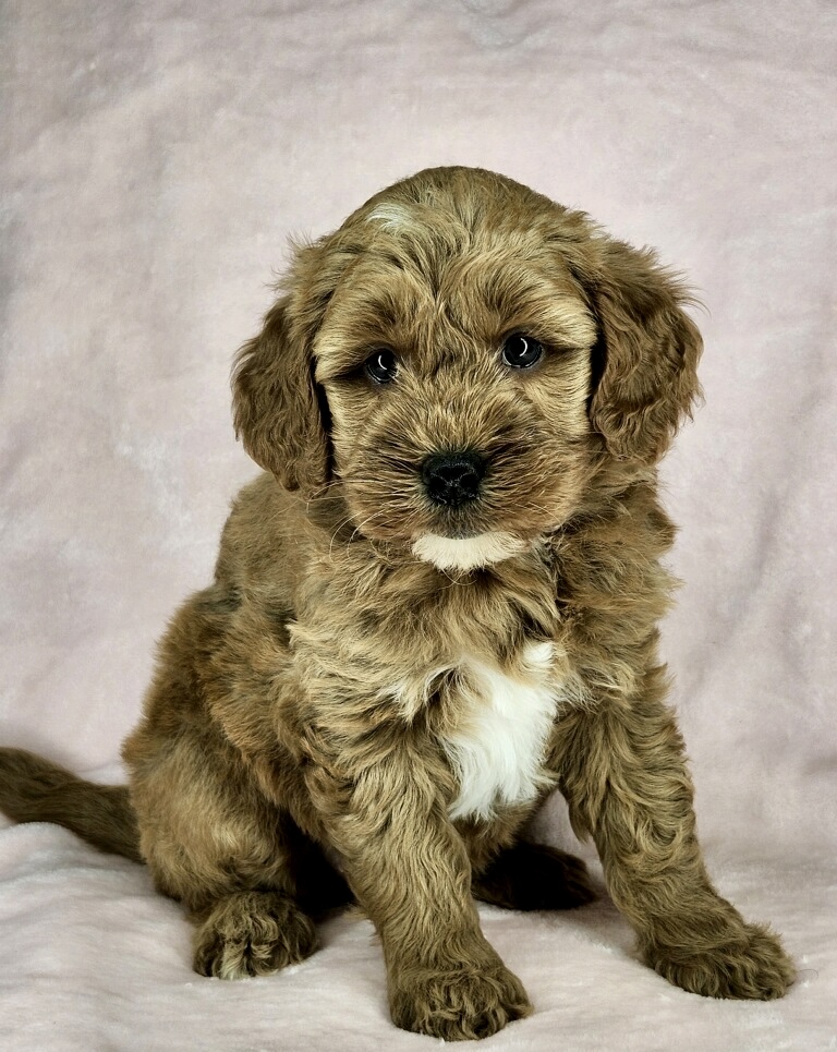 Alabama Goldendoodles | ALDoodles | Home