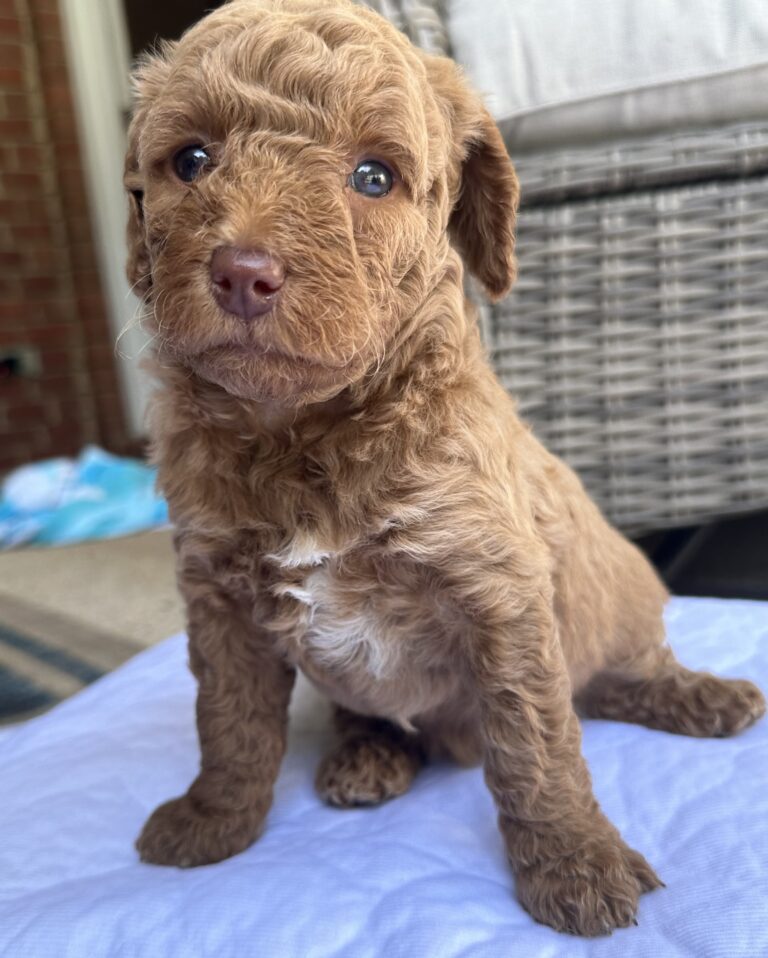 Alabama Goldendoodles | ALDoodles | Home