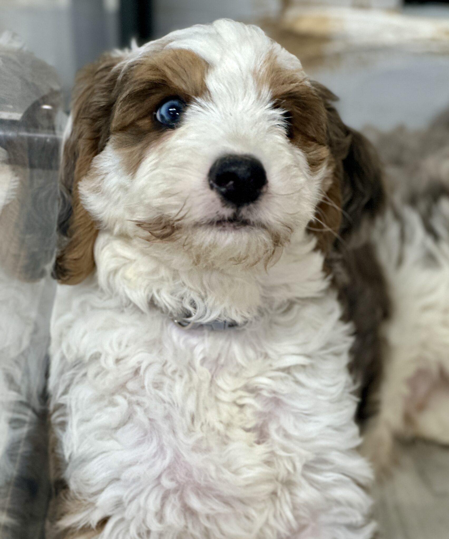 Alabama Goldendoodles | ALDoodles | Home