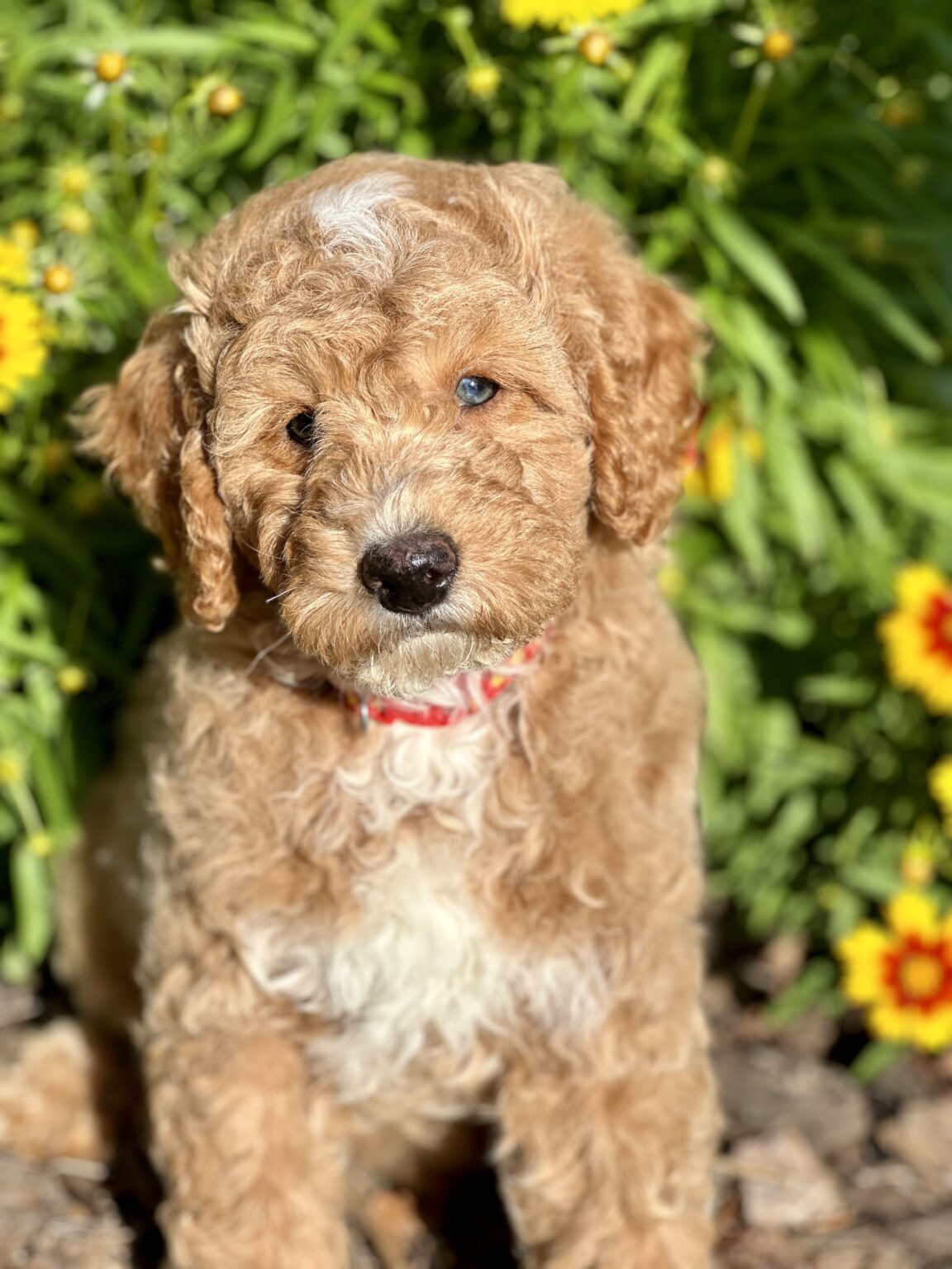 Alabama Goldendoodles | ALDoodles | Home