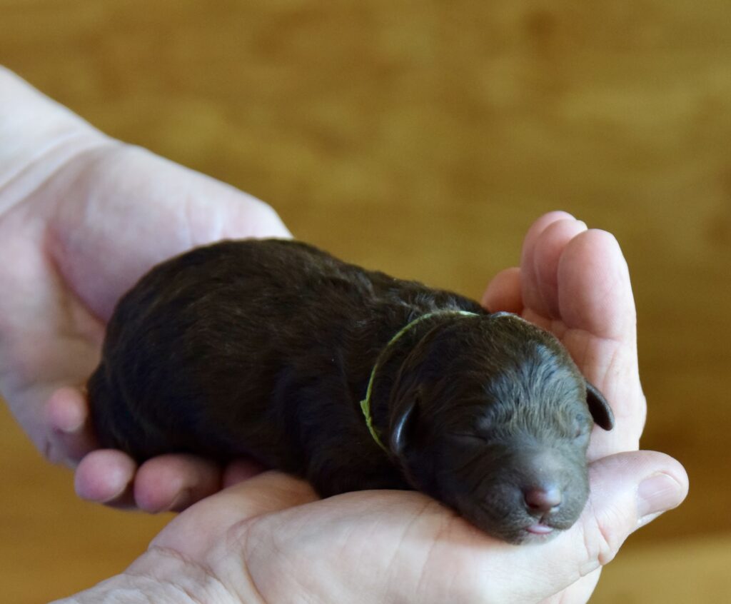 Mini Goldendoodle Puppies | ALDoodles | Birmingham. AL Area