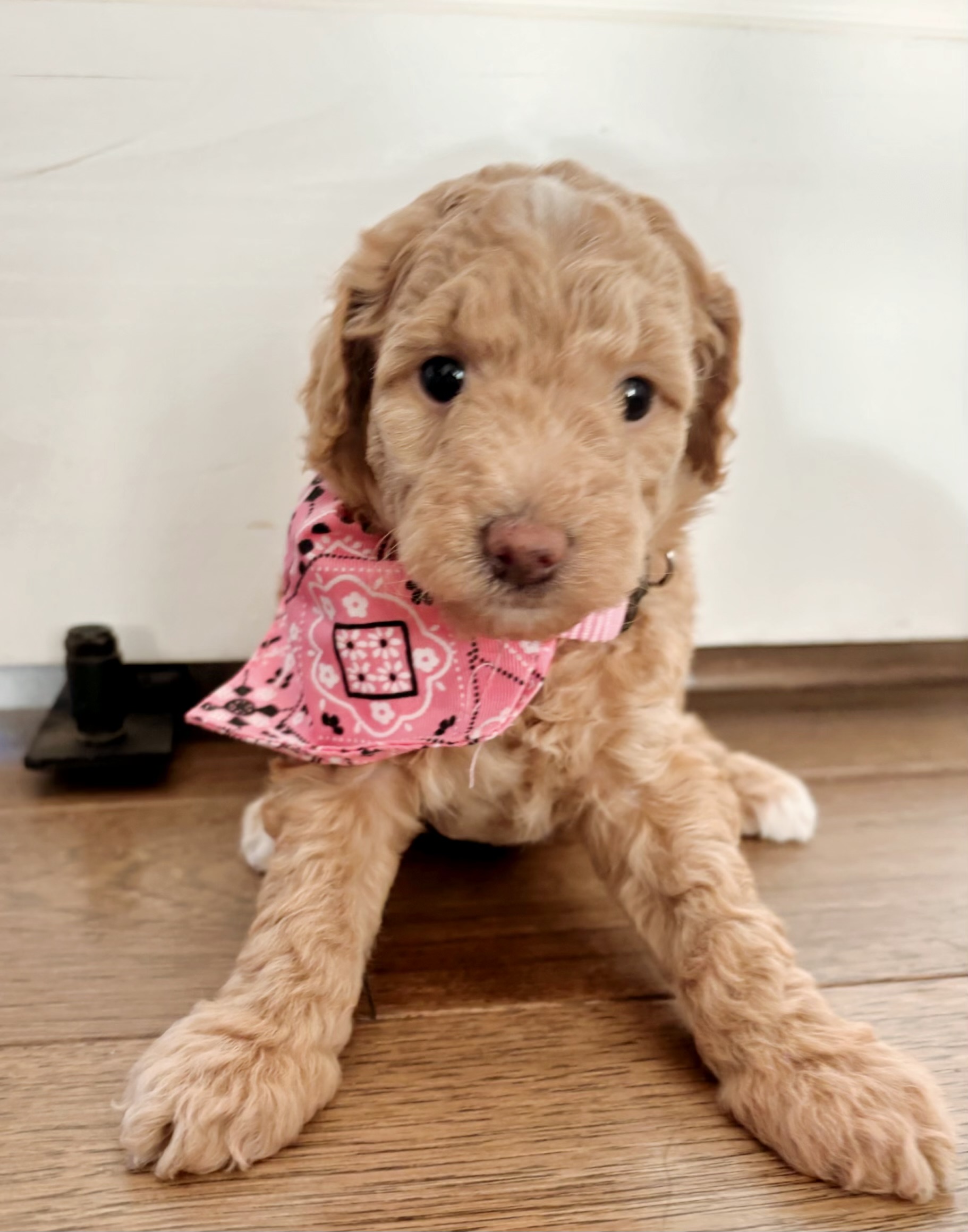 Alabama Goldendoodles | ALDoodles | Home
