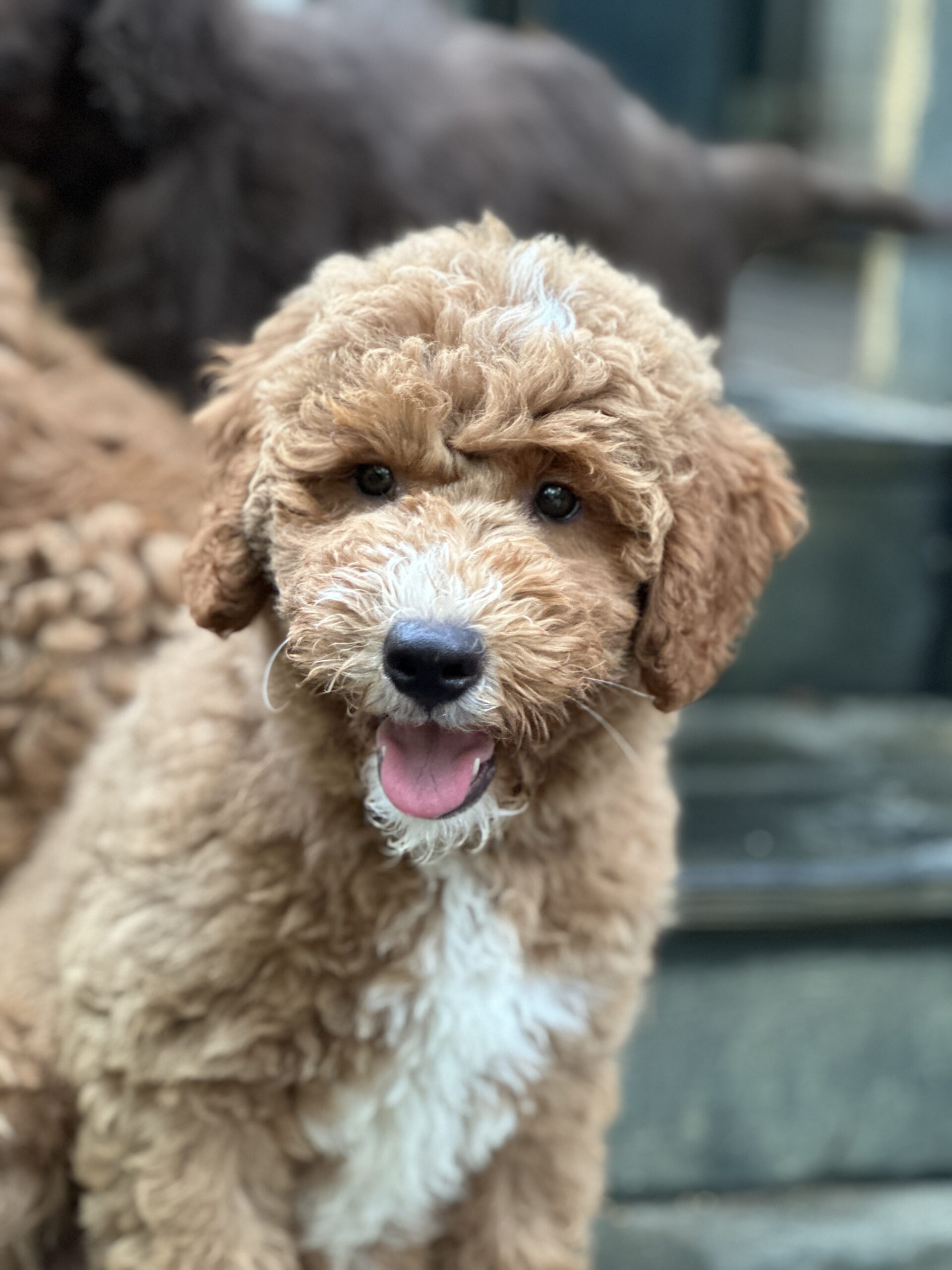 Alabama Goldendoodles | ALDoodles | Home