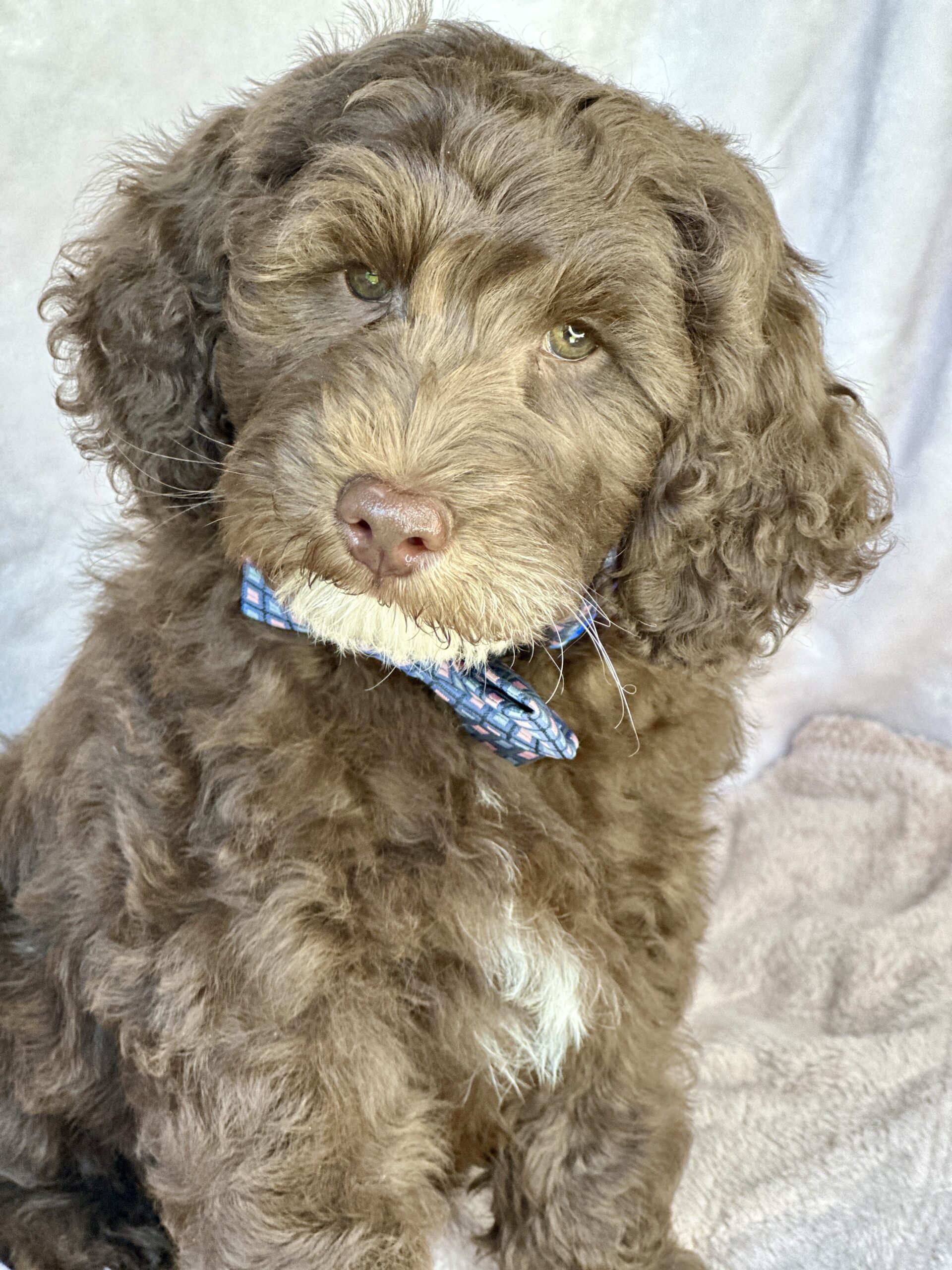 Alabama Goldendoodles | ALDoodles | Home