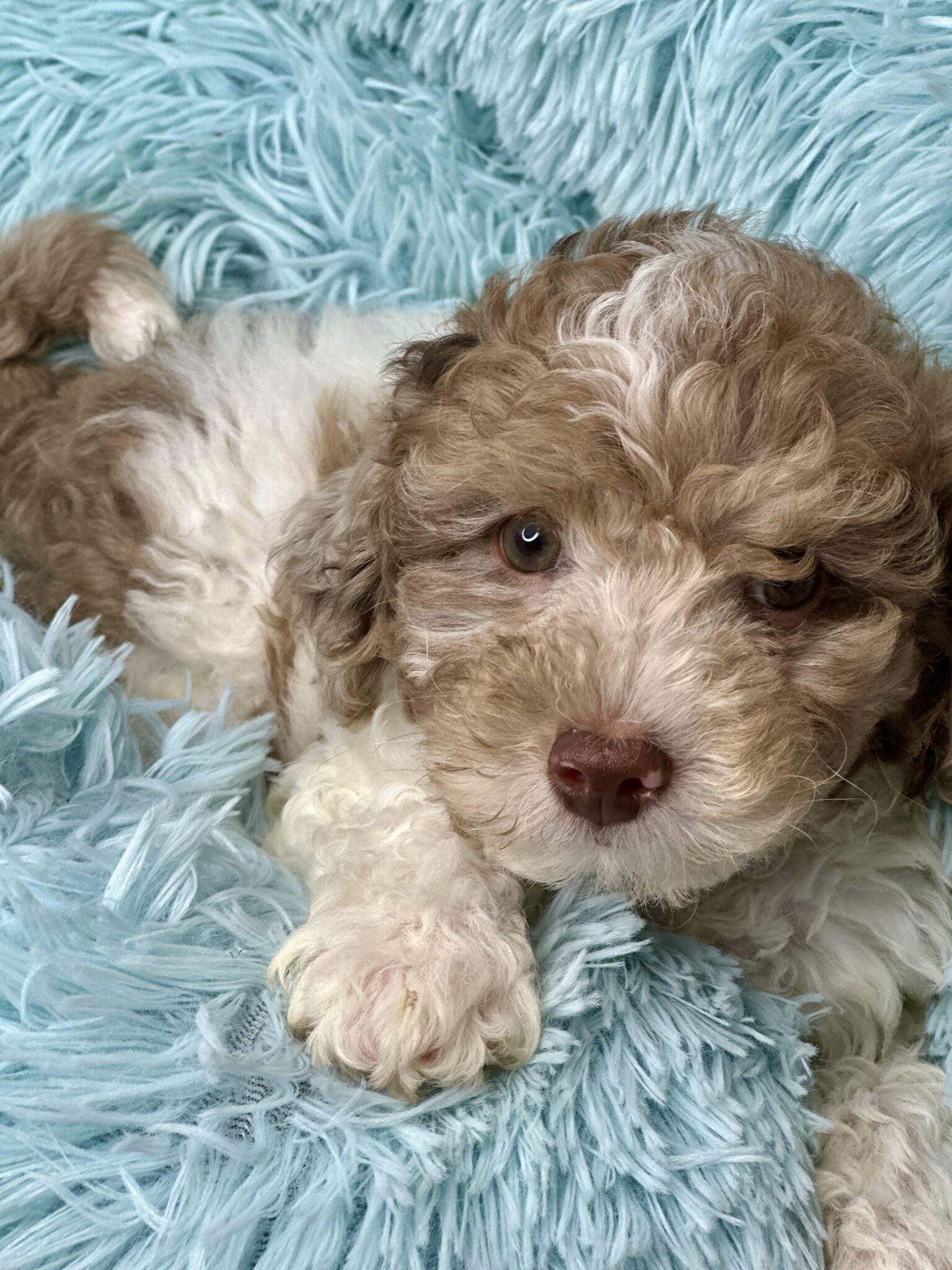 Alabama Goldendoodles | ALDoodles | Home