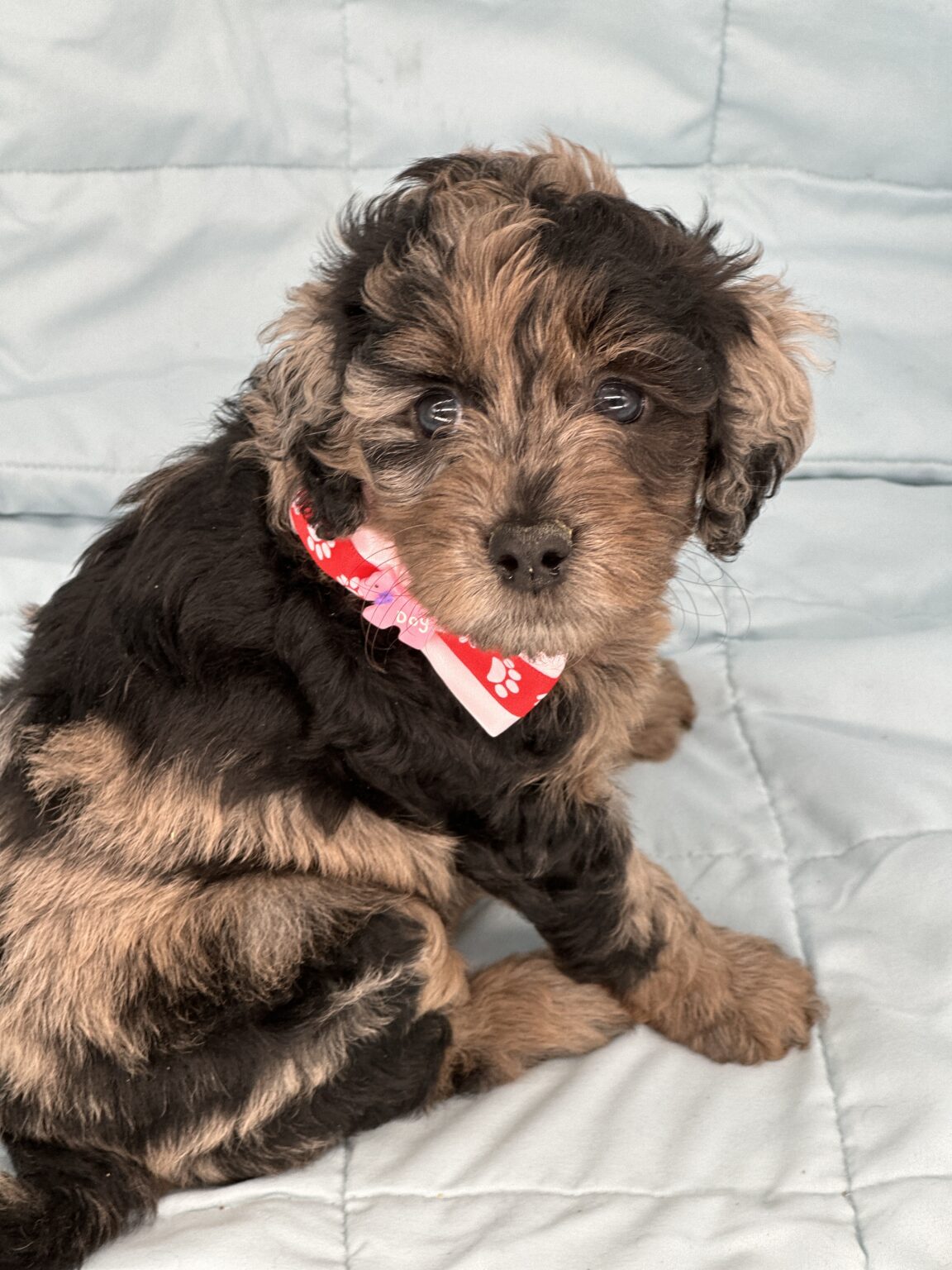 Alabama Goldendoodles | ALDoodles | Home