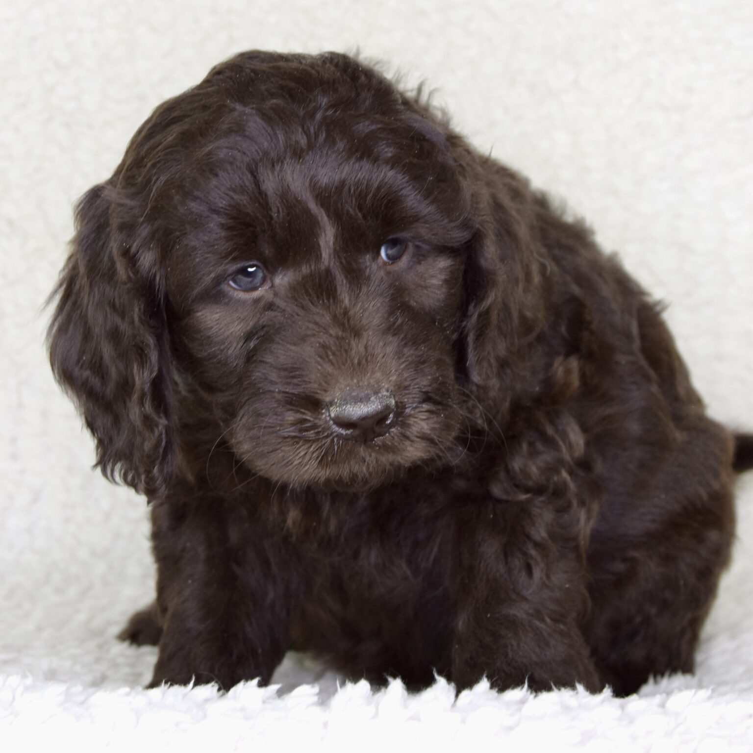 Alabama Goldendoodles | ALDoodles | Home