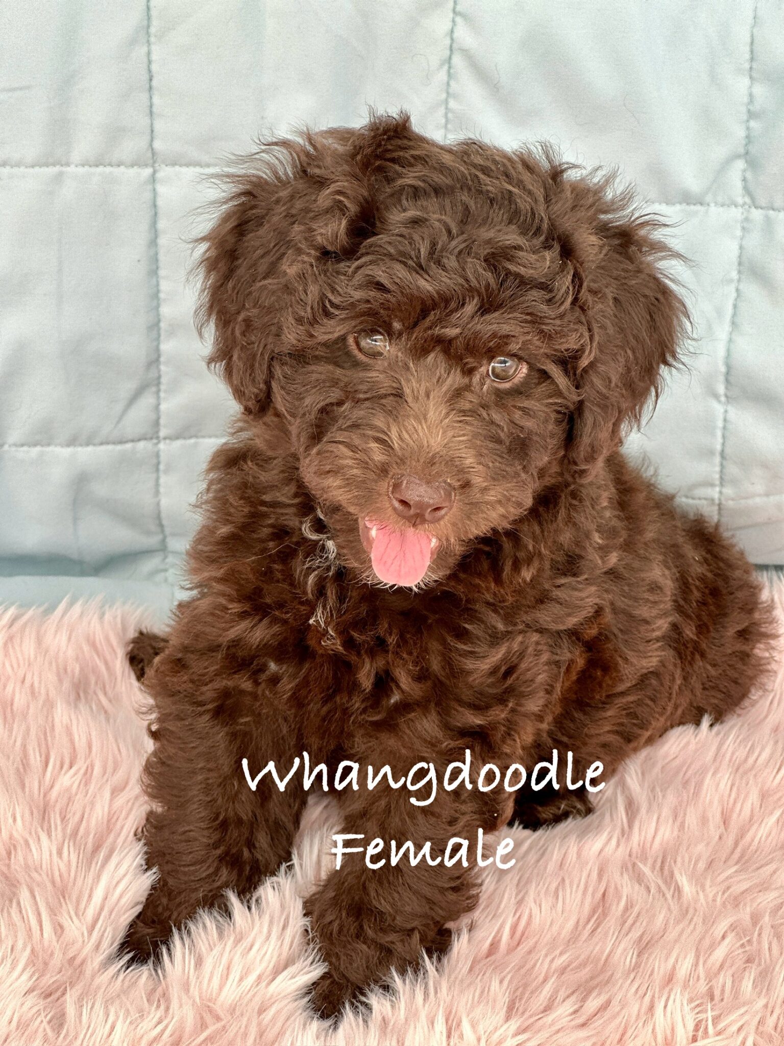 Mini Goldendoodle Puppies in Alabama - ALDoodles