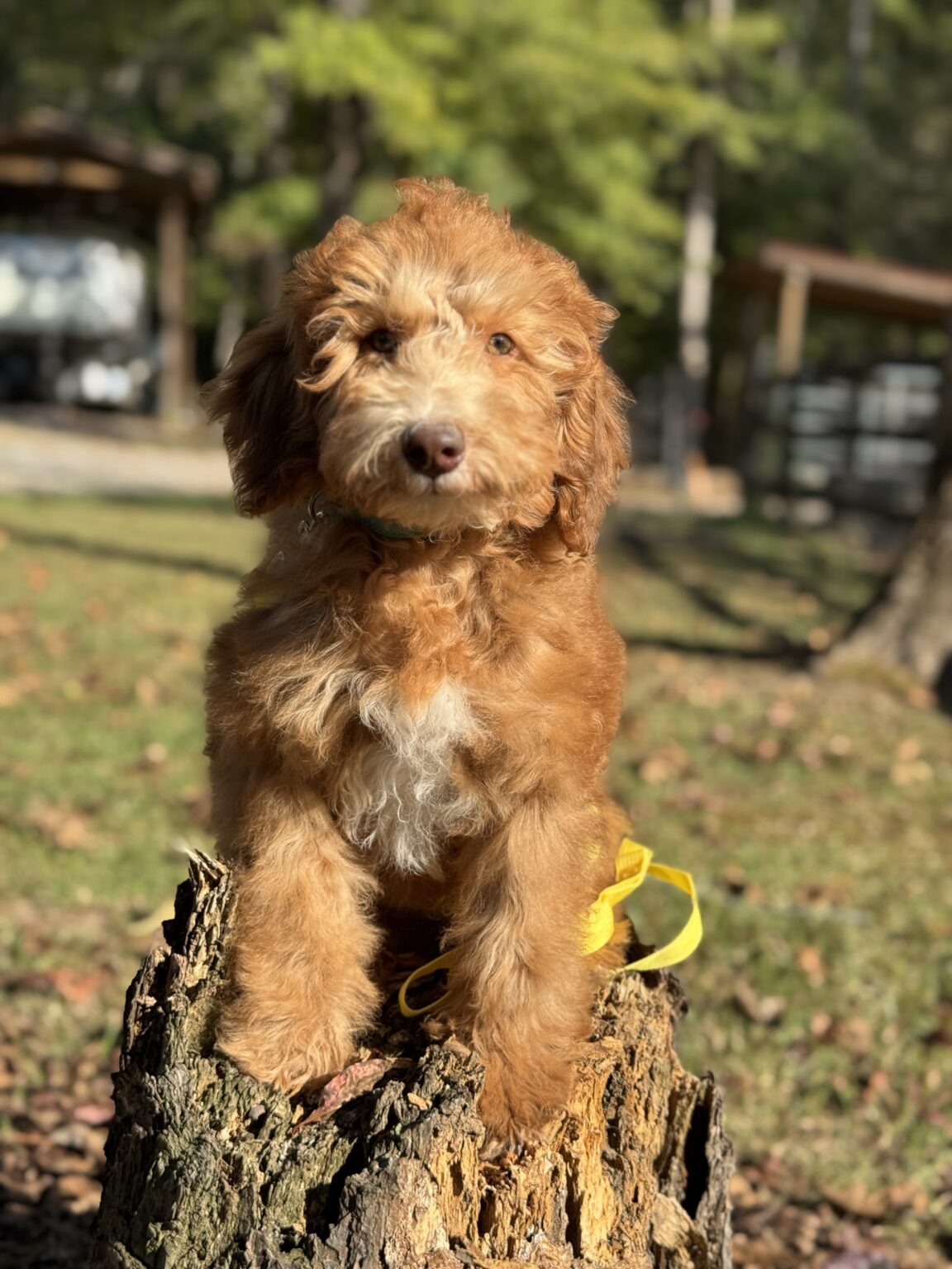 Alabama Golden Doodles - ALDoodles