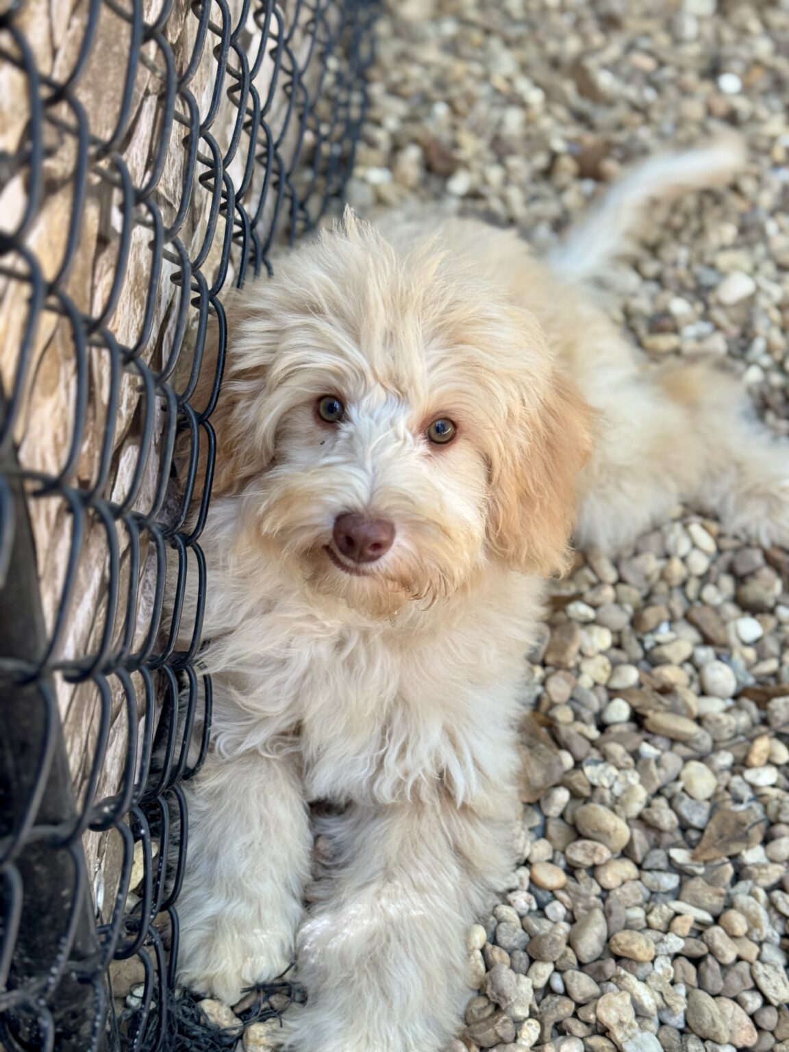 Alabama Golden Doodles - ALDoodles