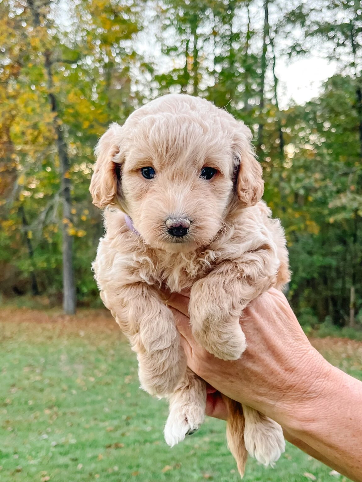 Alabama Golden Doodles - ALDoodles