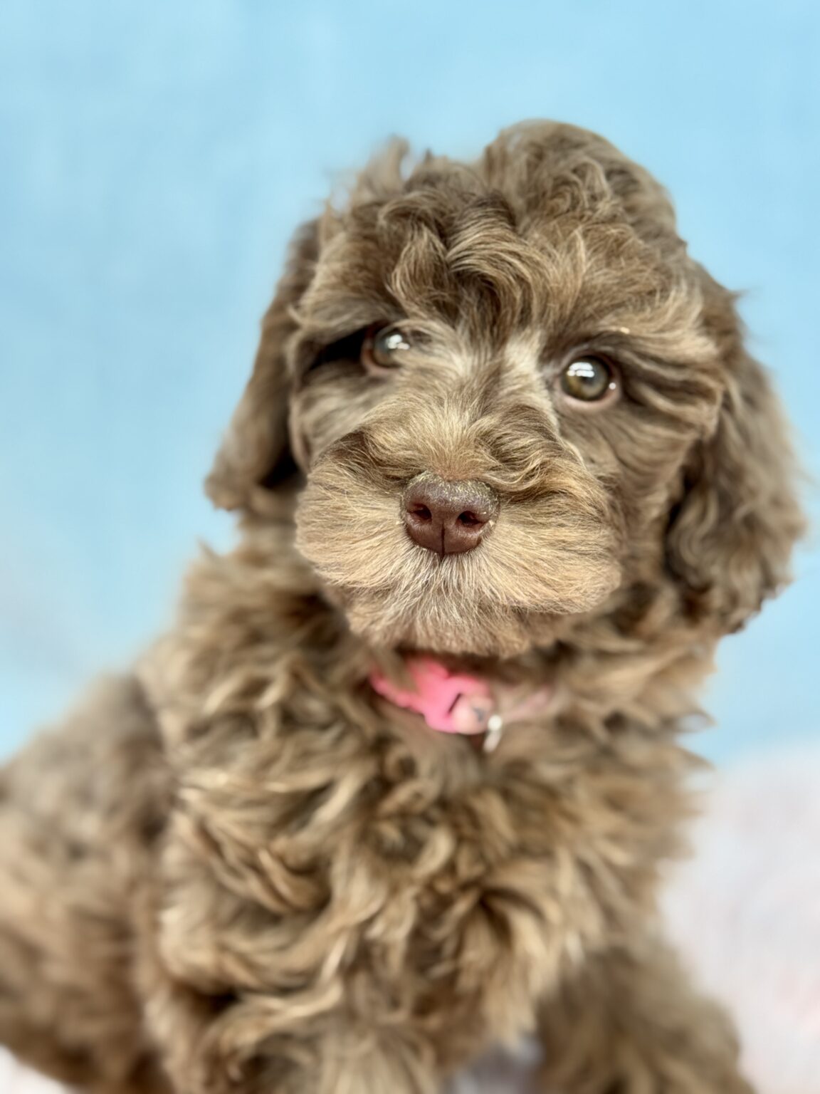 Alabama Golden Doodles - ALDoodles