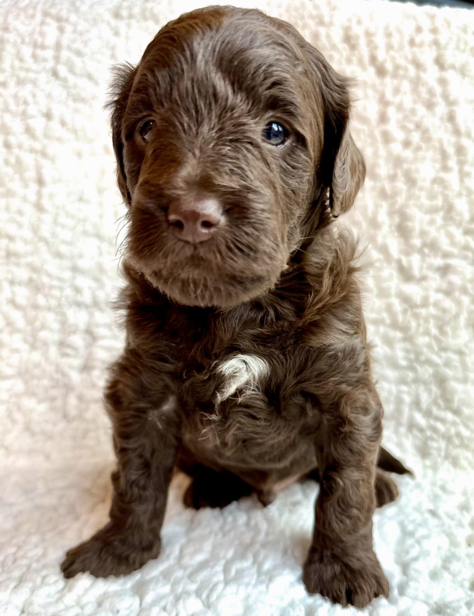 Alabama Golden Doodles - ALDoodles