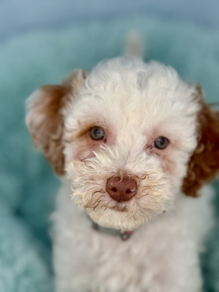 Alabama Golden Doodles - ALDoodles