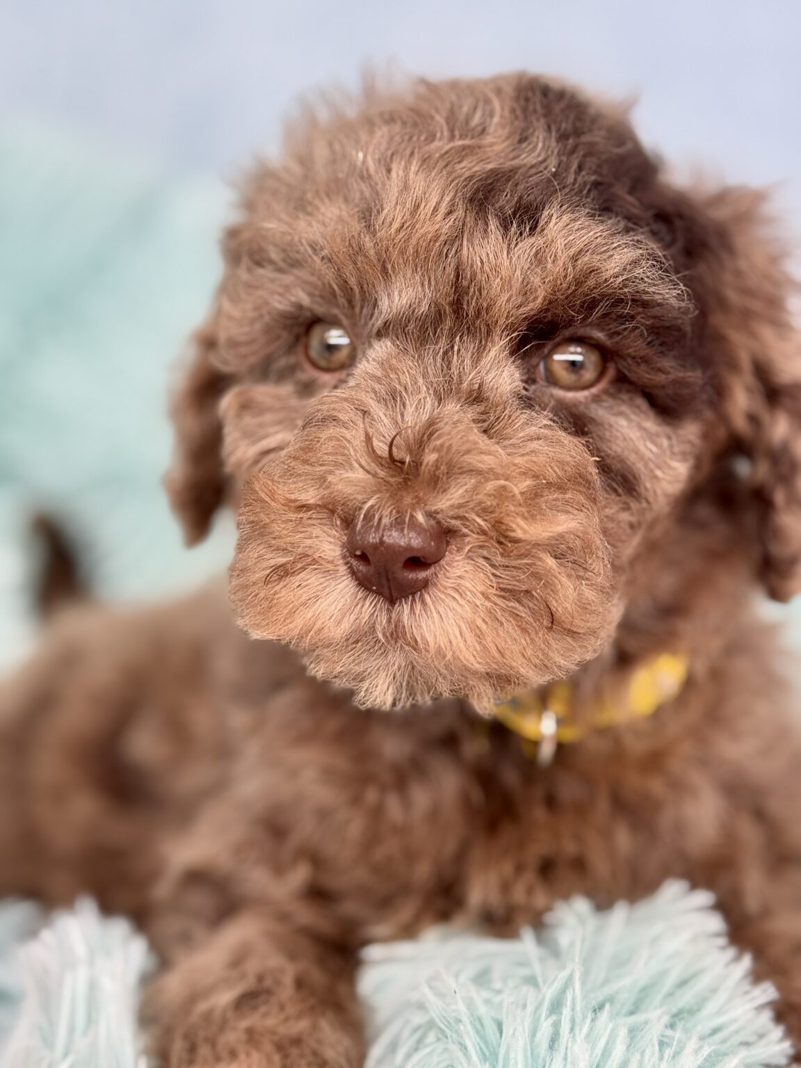 Alabama Golden Doodles - ALDoodles