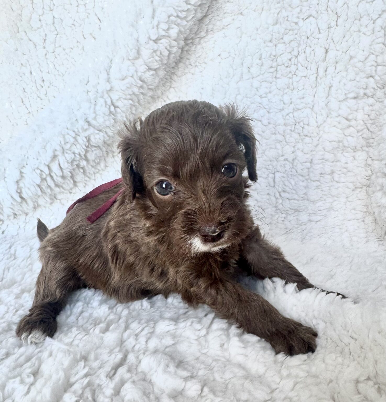 Alabama Golden Doodles - ALDoodles