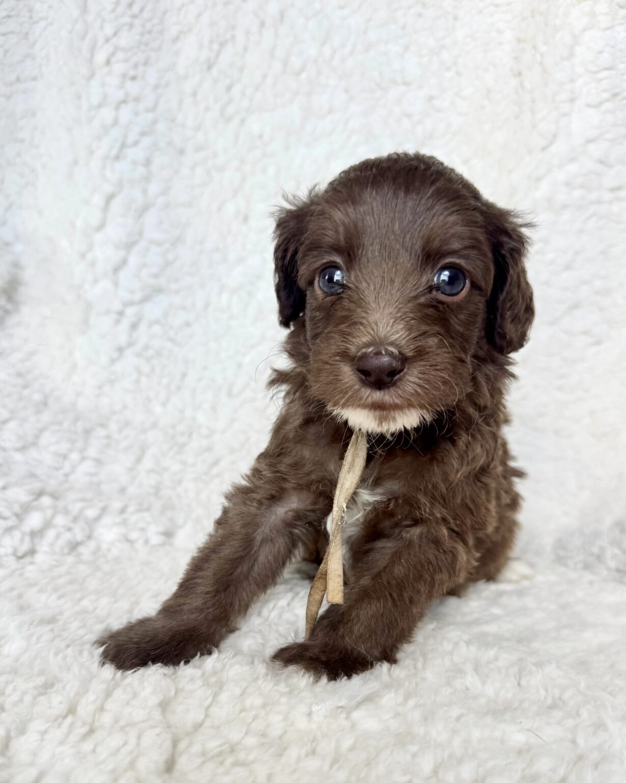 Mini Goldendoodle Puppies in Alabama - ALDoodles