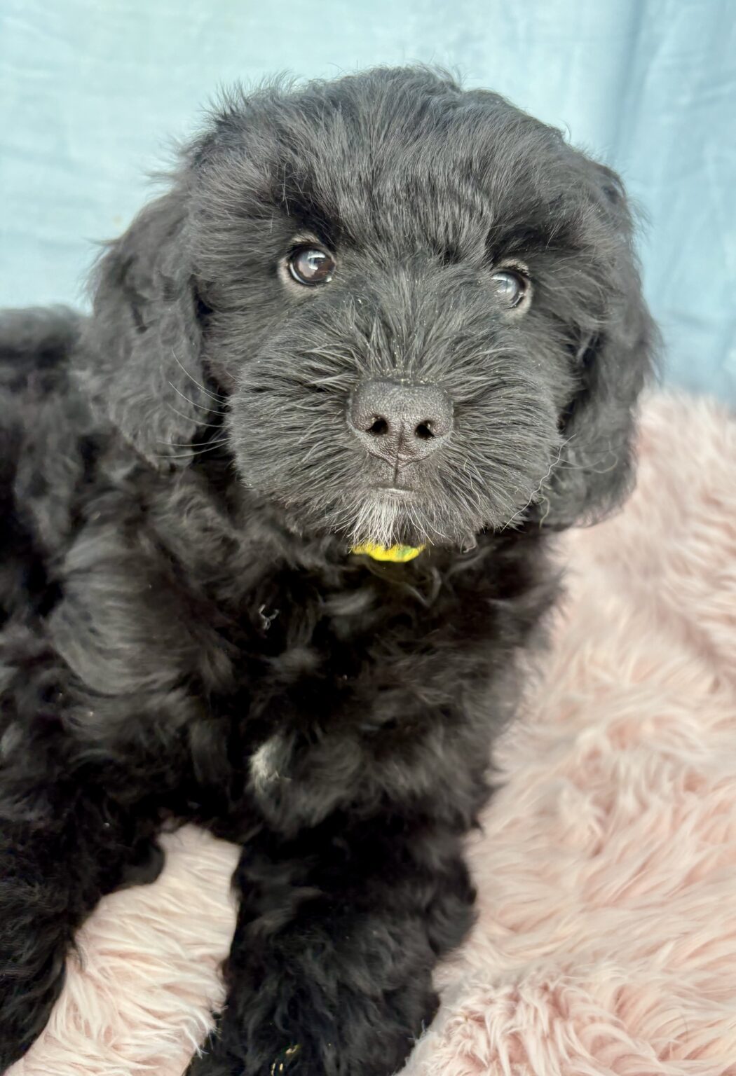 Alabama Golden Doodles - ALDoodles