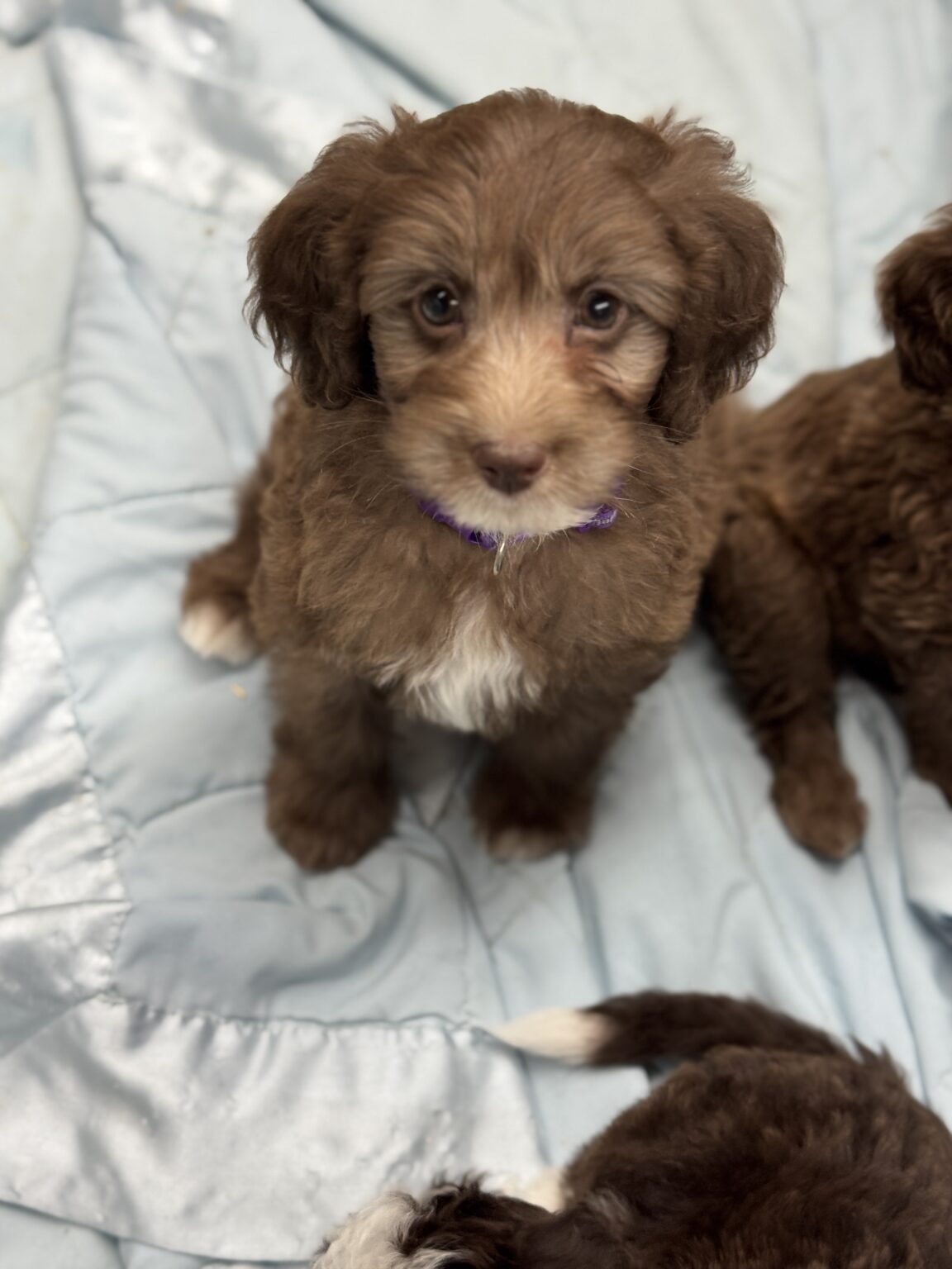 Alabama Golden Doodles - ALDoodles