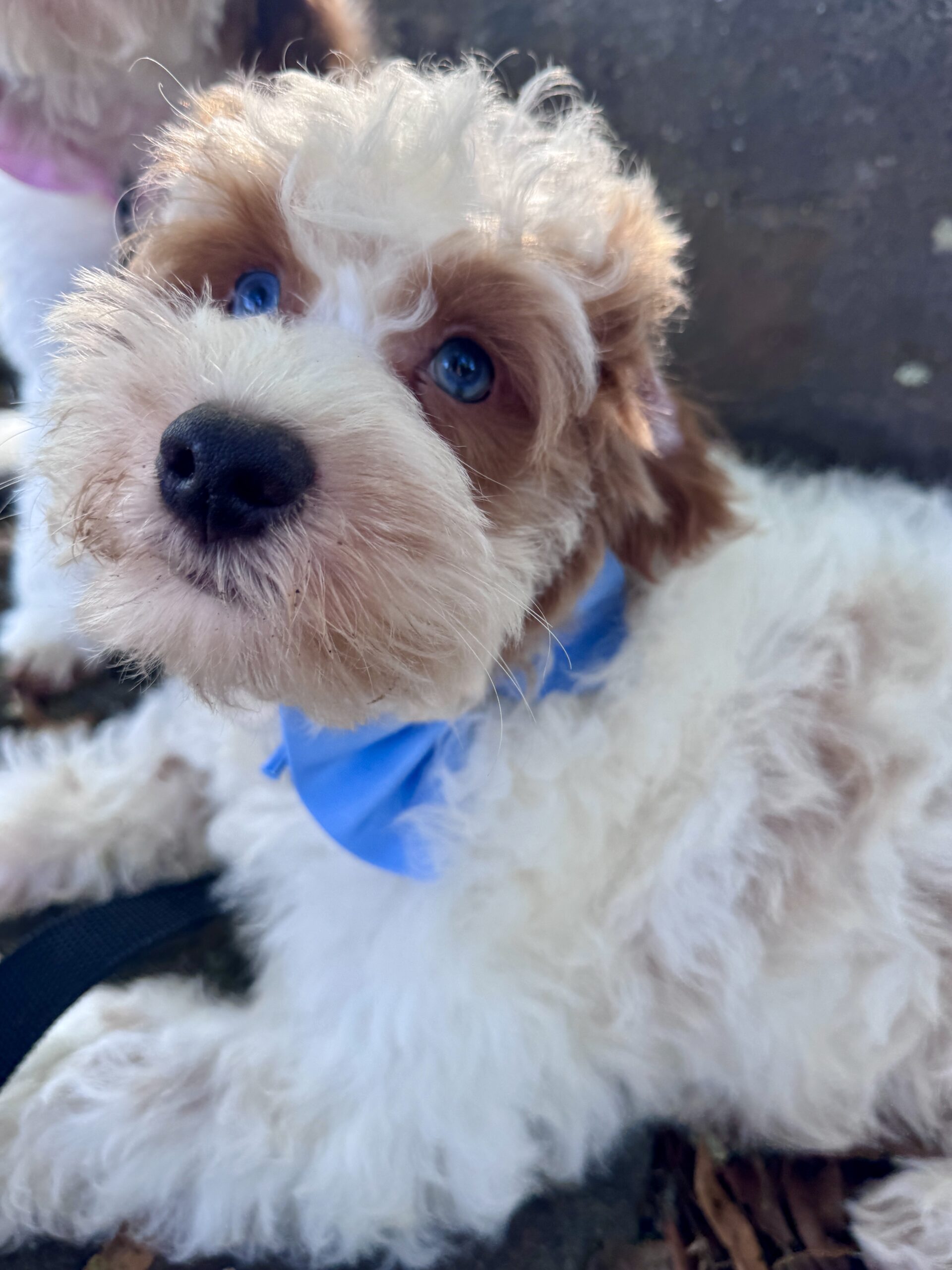 Alabama Golden Doodles - ALDoodles