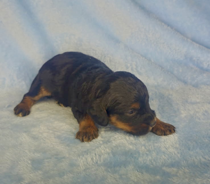 Charleston male - aldoodles