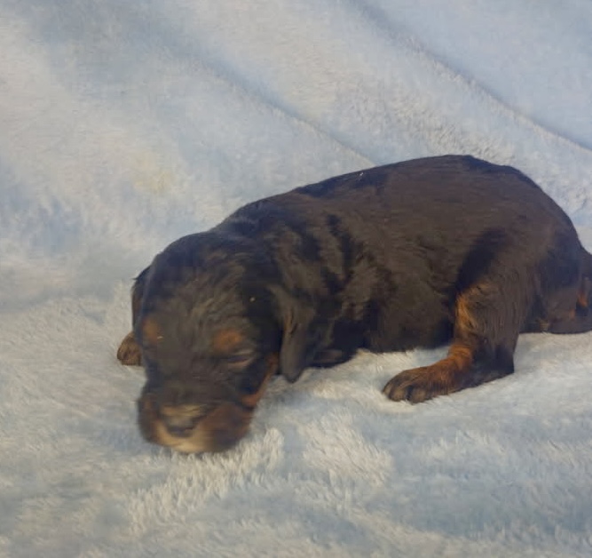 Charleston male - aldoodles