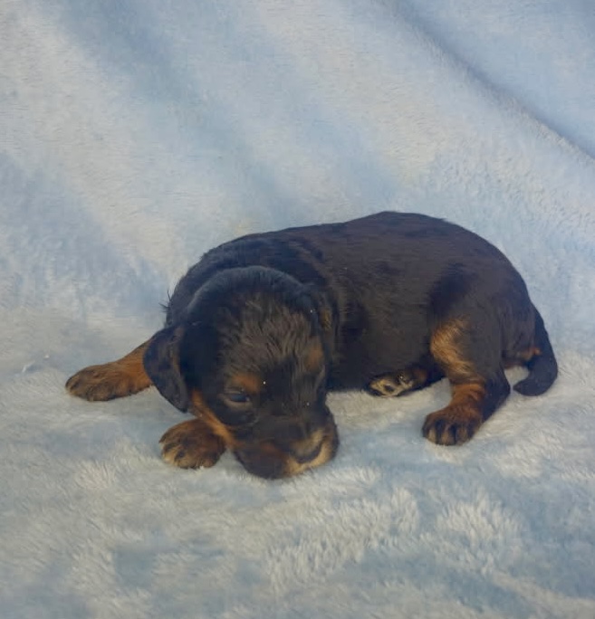 Charleston male - aldoodles